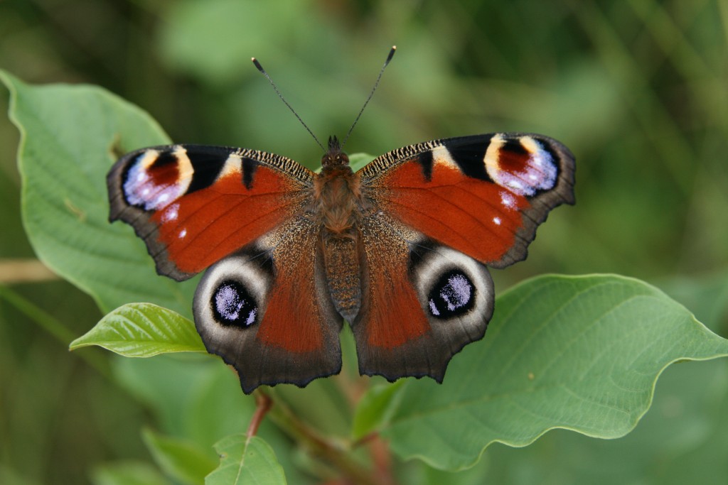 Metulji » Projekt LJUBA