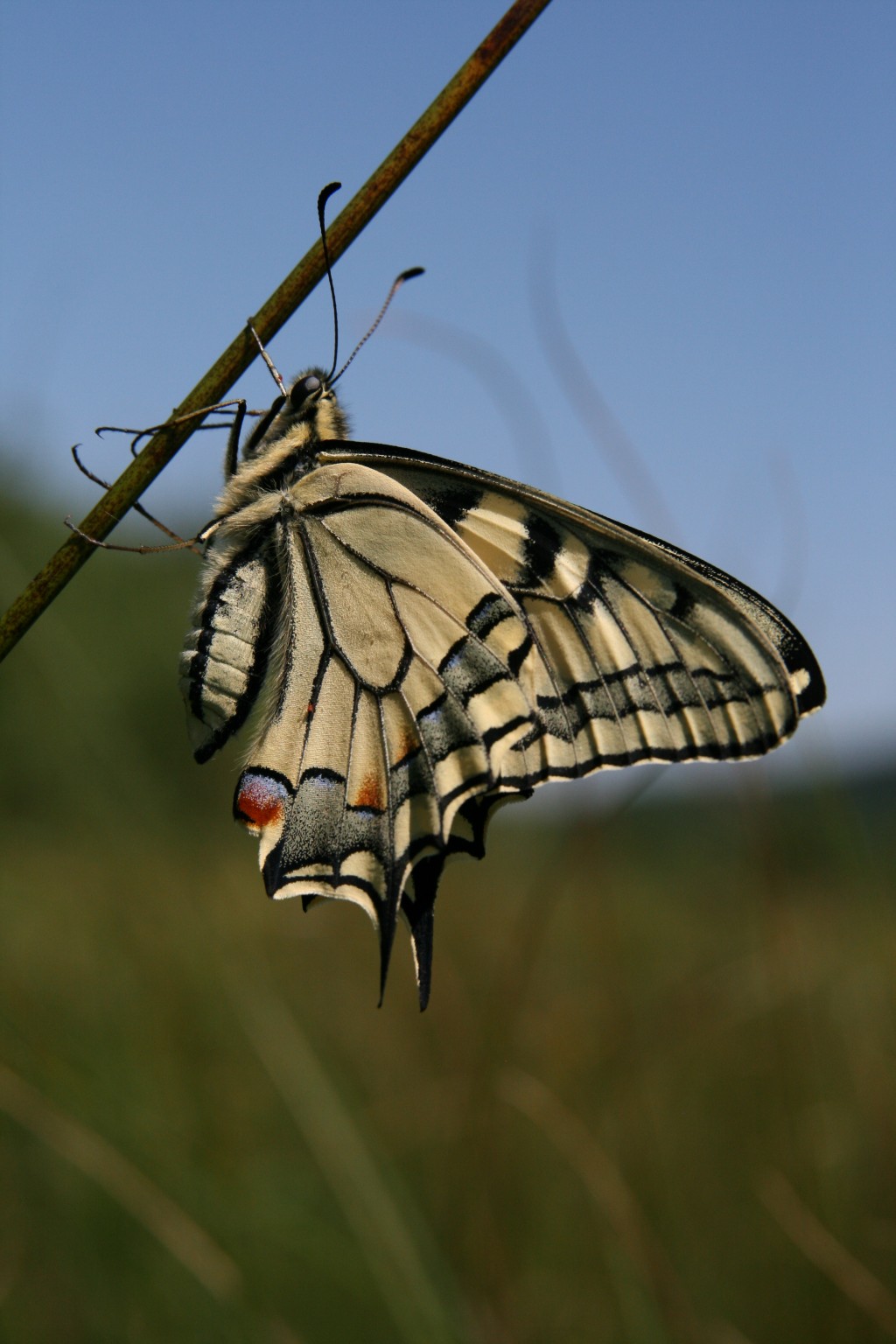 Metulji » Projekt LJUBA